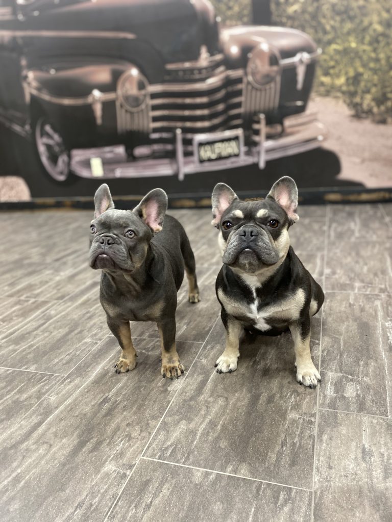Turbo Frenchies – French Bulldogs Texas