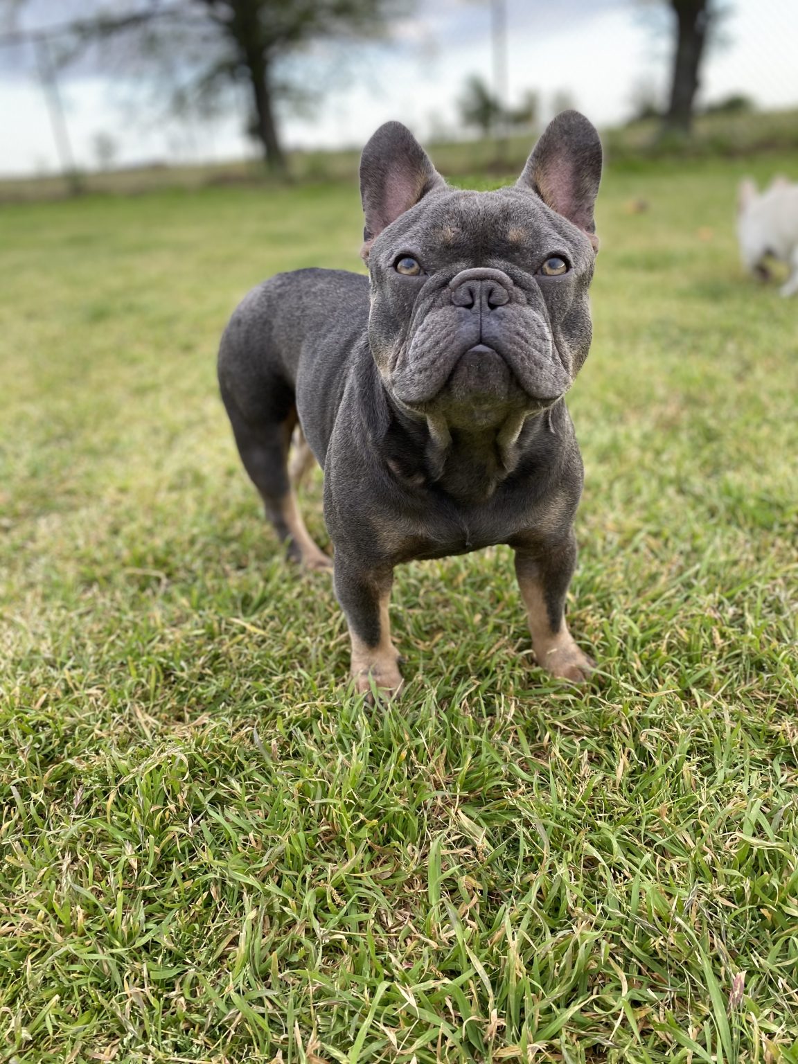 Our Crew – Turbo Frenchies