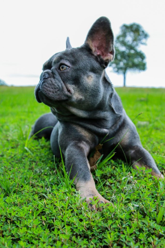 Our Crew – Turbo Frenchies