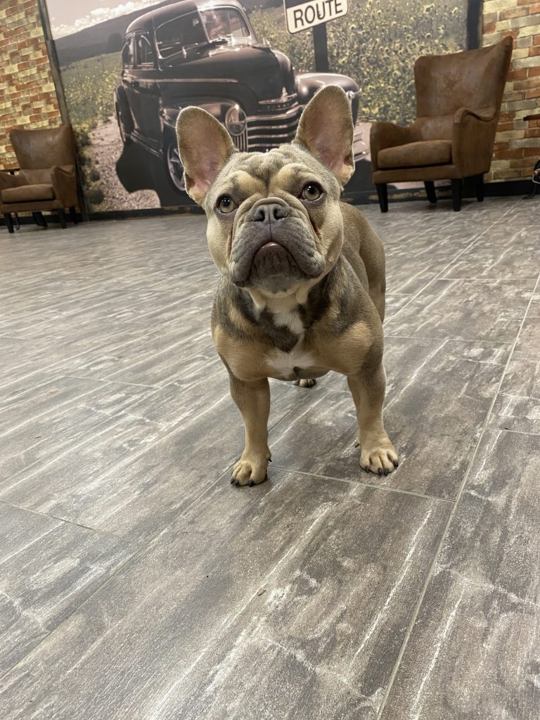 Ladies of Turbo – Turbo Frenchies