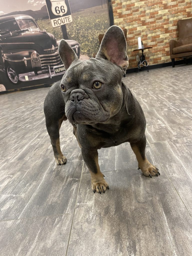 Our Crew – Turbo Frenchies