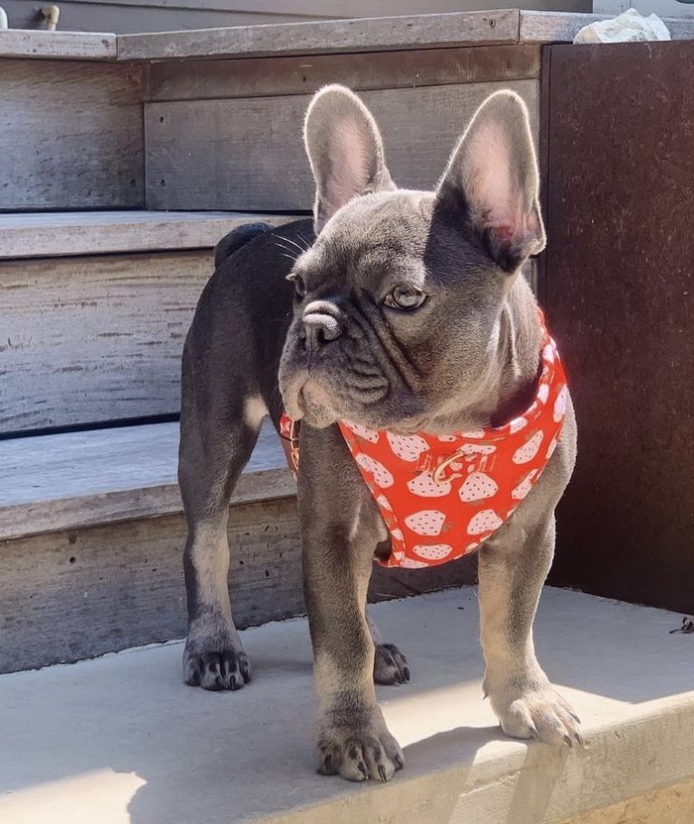 Puppy Updates! – Turbo Frenchies