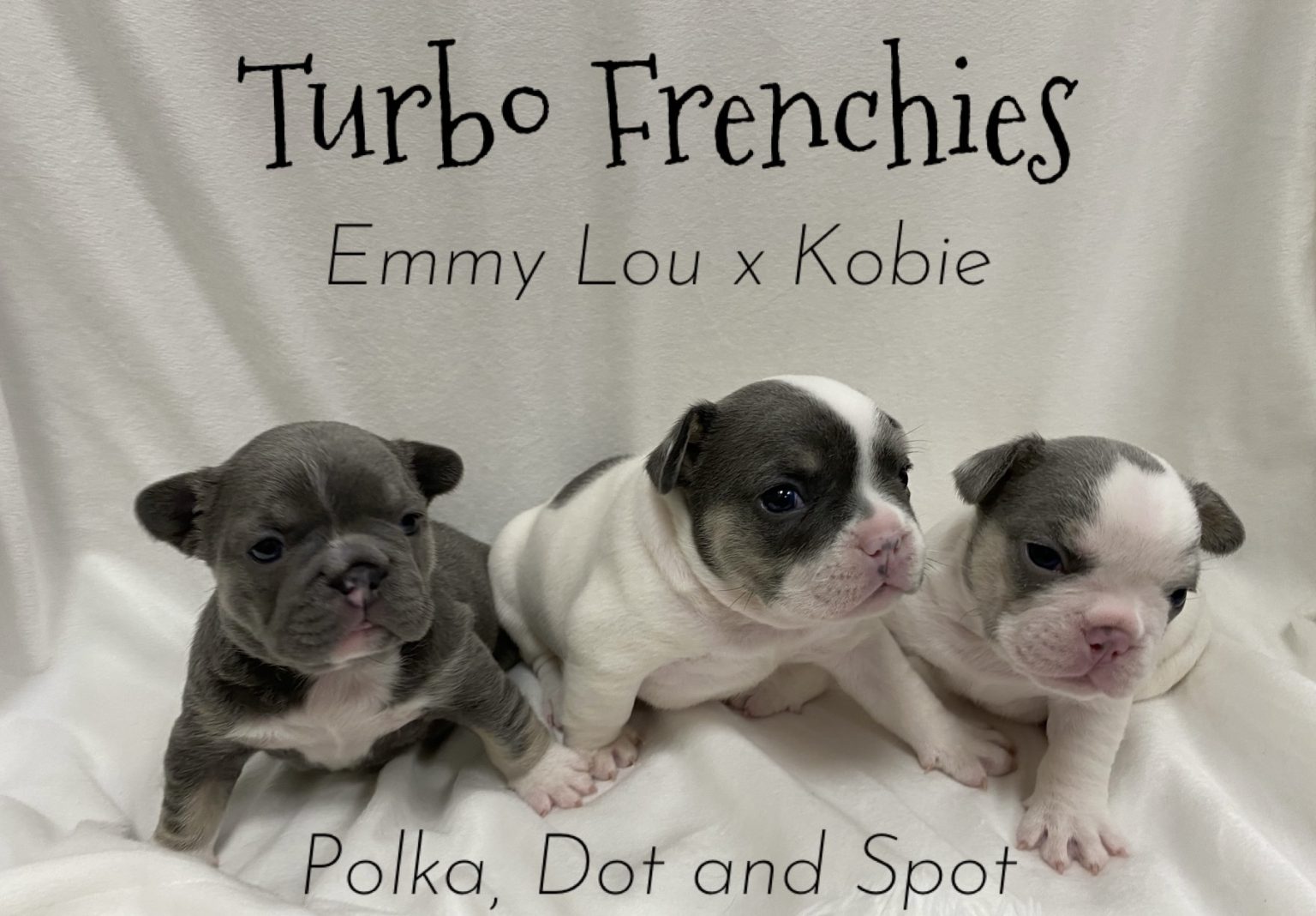 Available Puppies – Turbo Frenchies