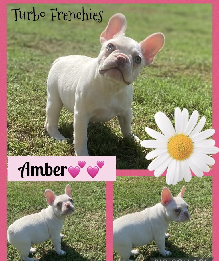 Available Puppies – Turbo Frenchies