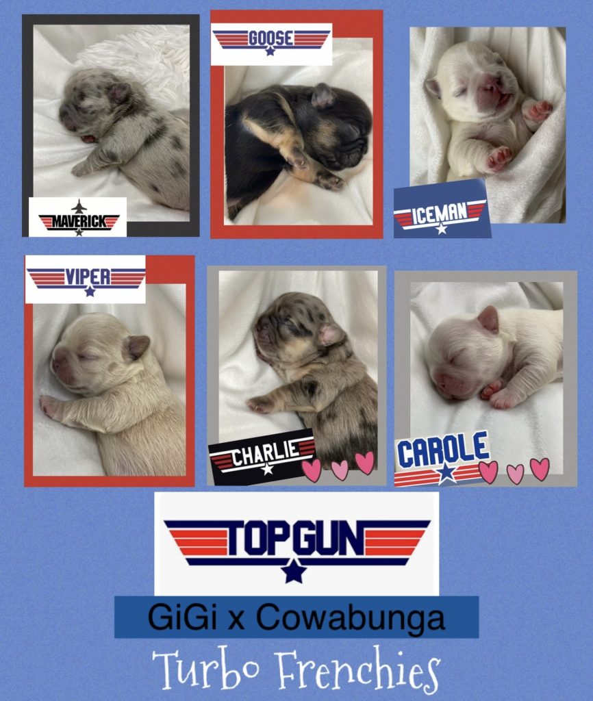Available Puppies – Turbo Frenchies