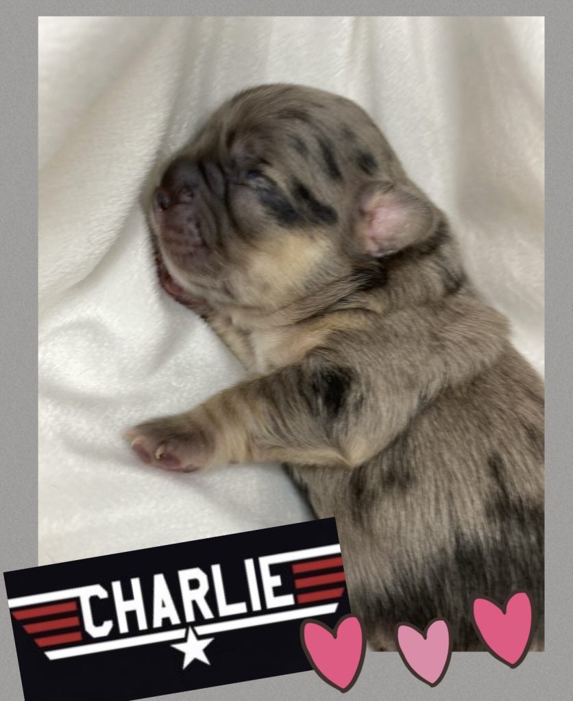 Available Puppies – Turbo Frenchies