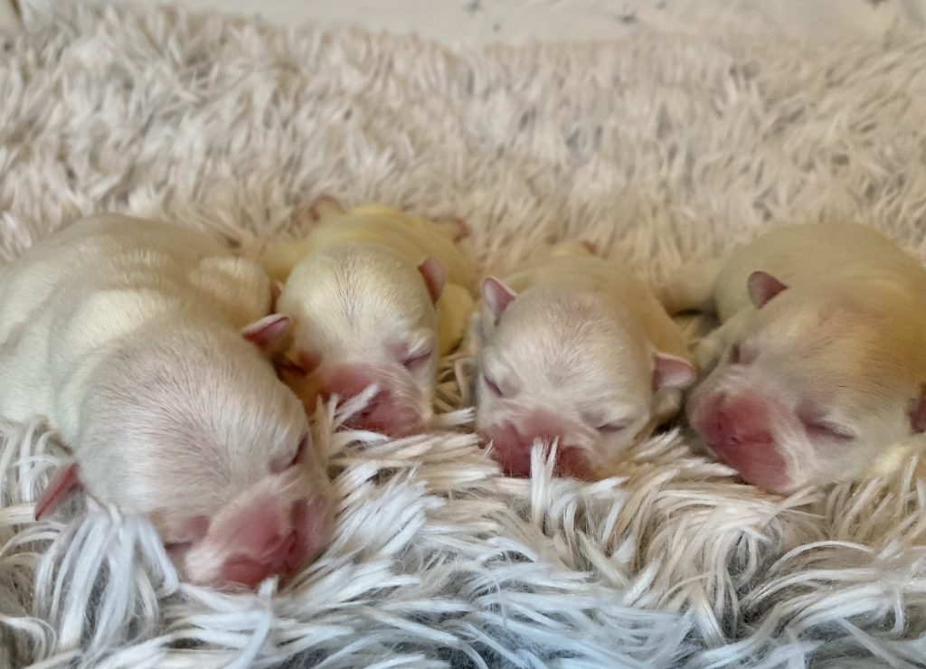 Available Puppies – Turbo Frenchies