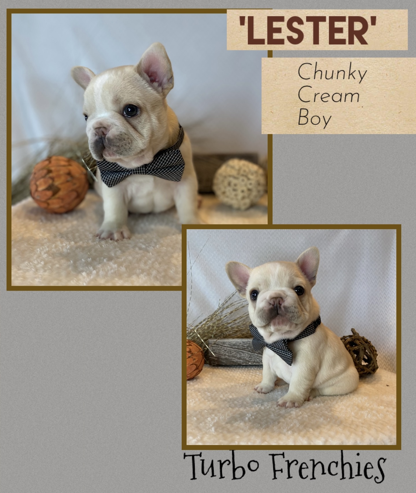 Available Puppies – Turbo Frenchies