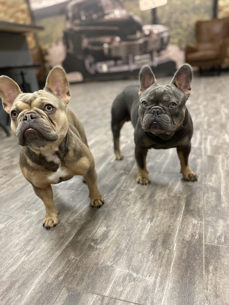 Turbo Frenchies – French Bulldogs Texas