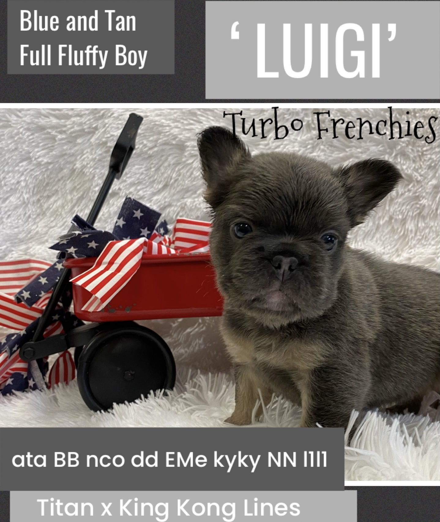 Available Puppies – Turbo Frenchies