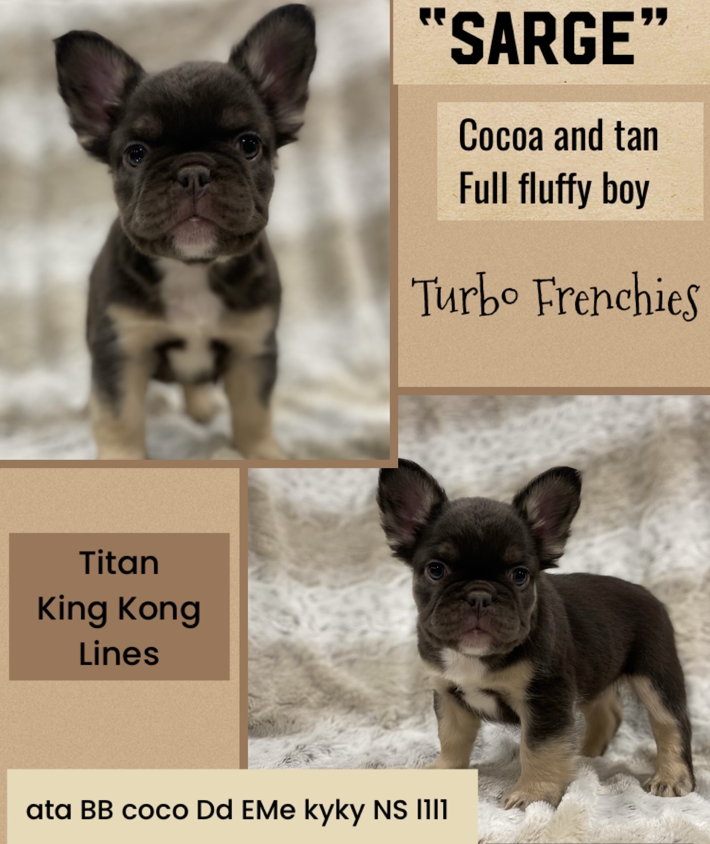 Available Puppies – Turbo Frenchies
