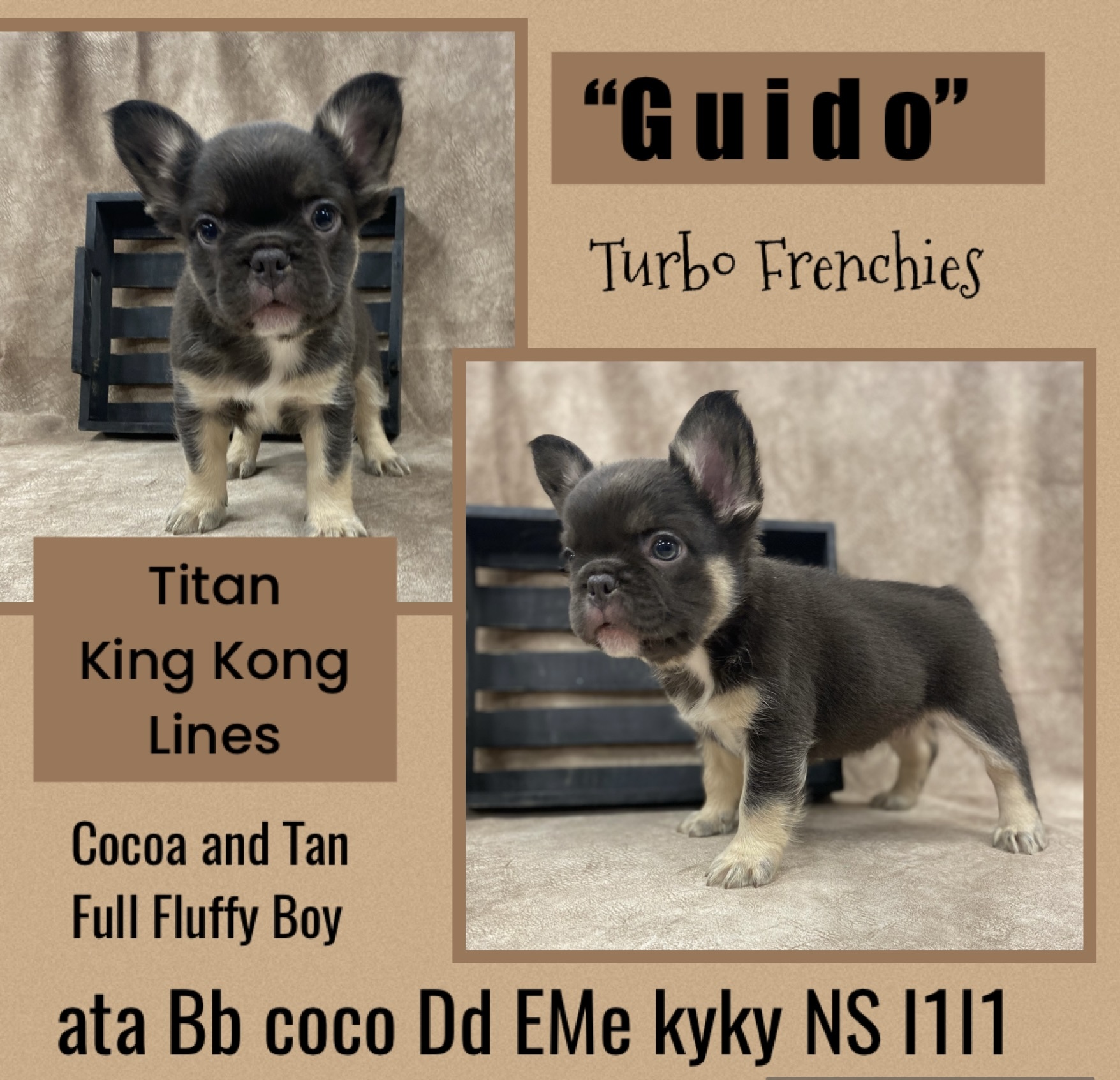 Available Puppies – Turbo Frenchies