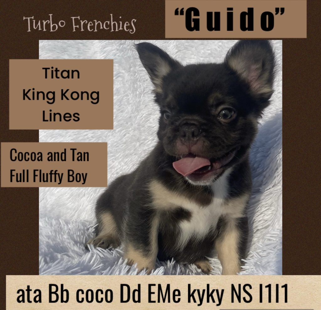 Available Puppies – Turbo Frenchies