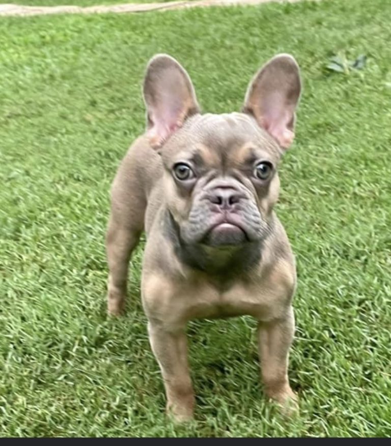 Puppy Updates! – Turbo Frenchies