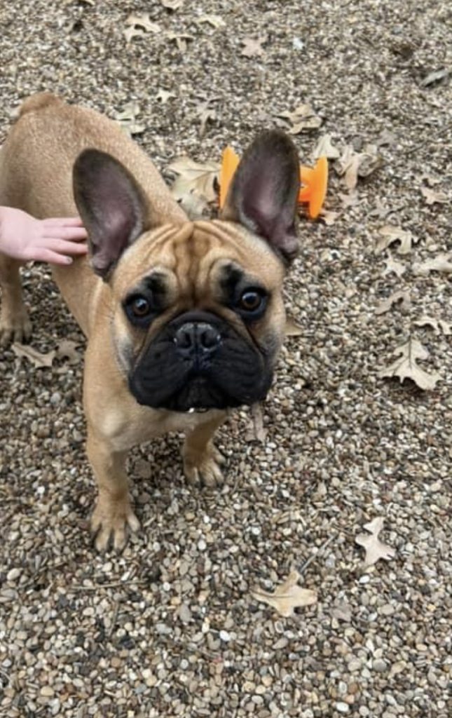 Puppy Updates! – Turbo Frenchies