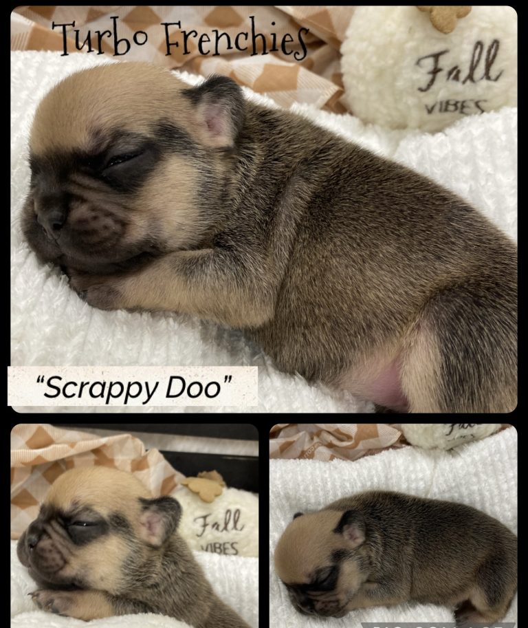 Available Puppies – Turbo Frenchies