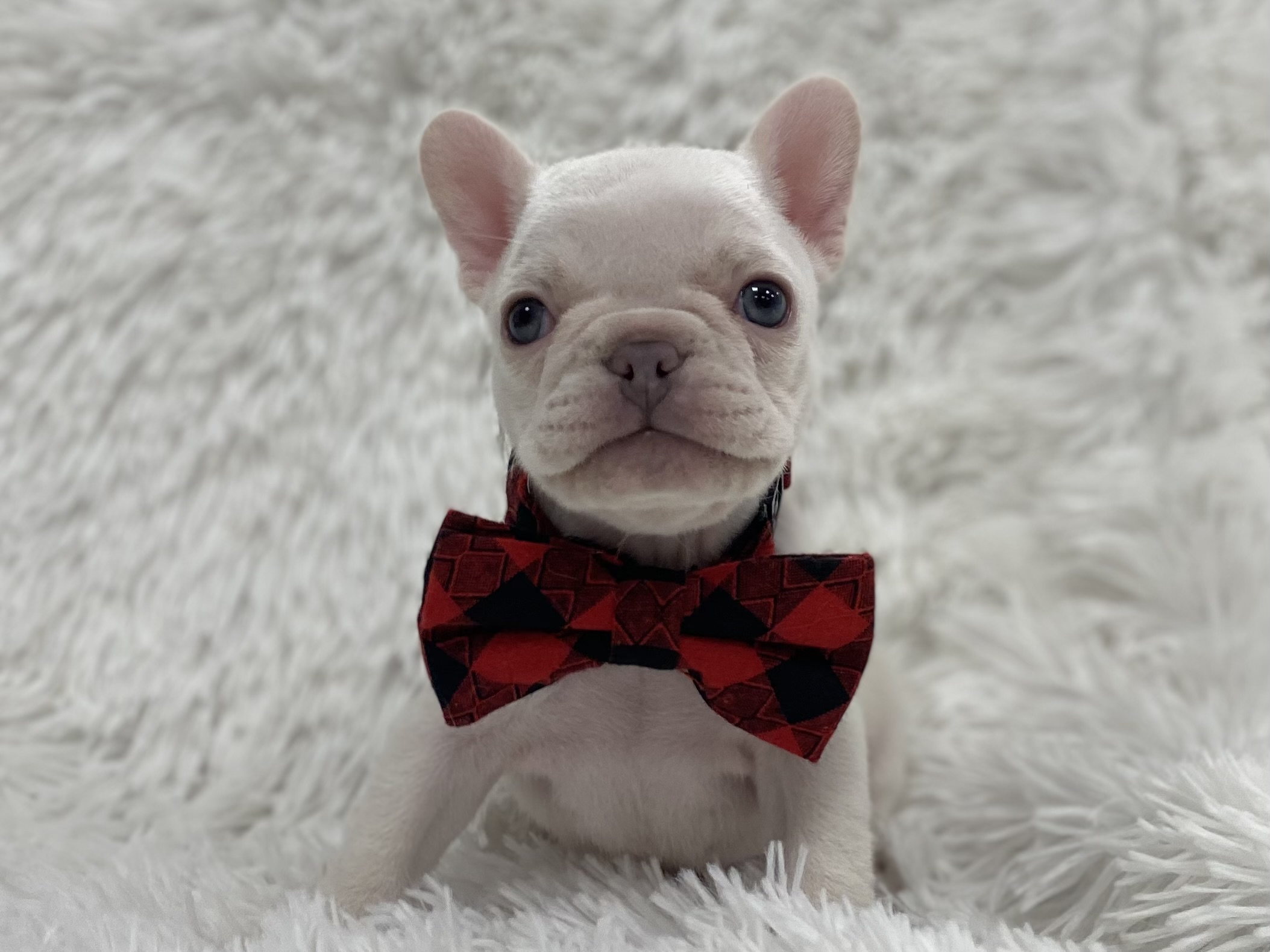 Available Puppies – Turbo Frenchies
