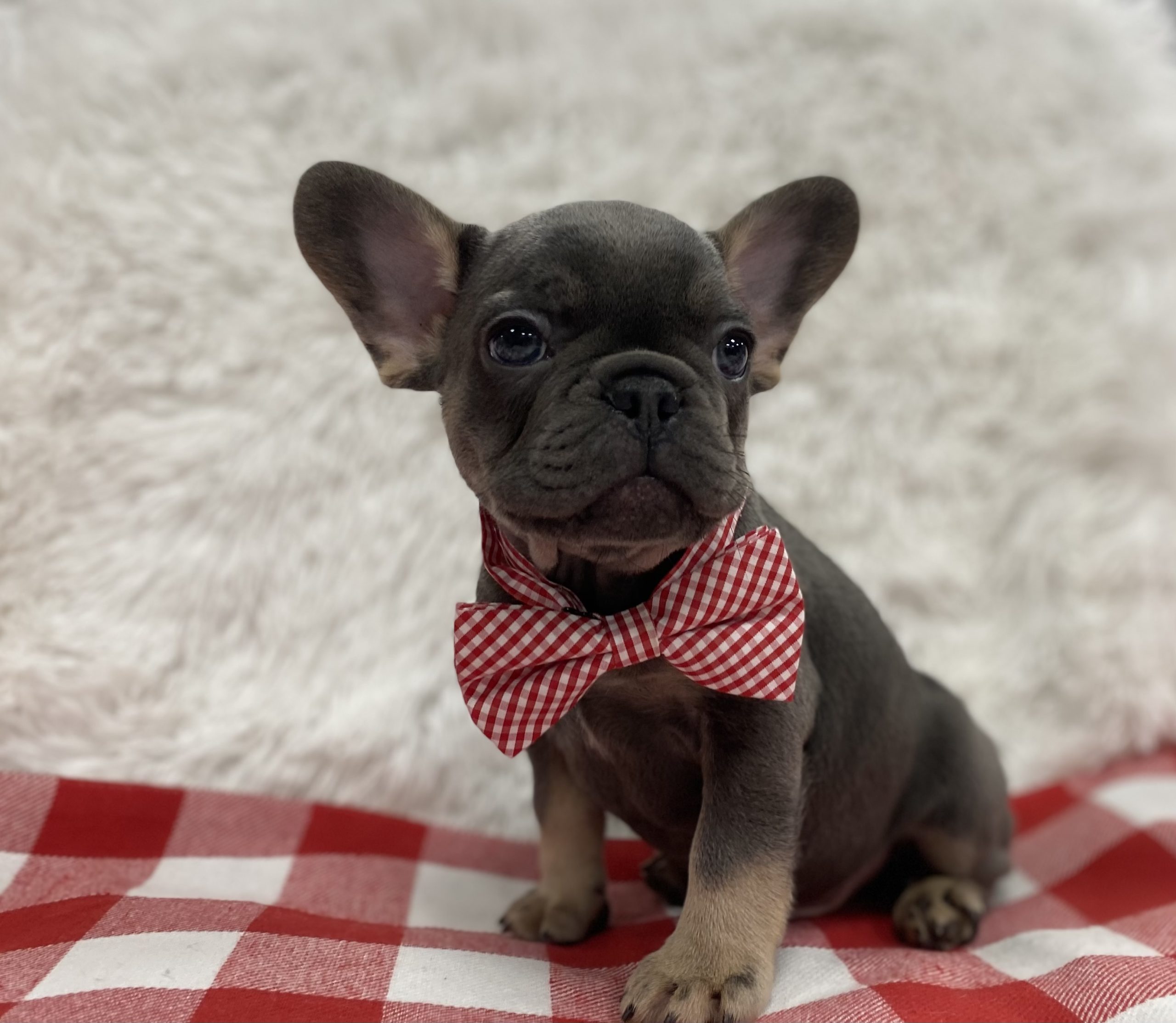 Available Puppies – Turbo Frenchies