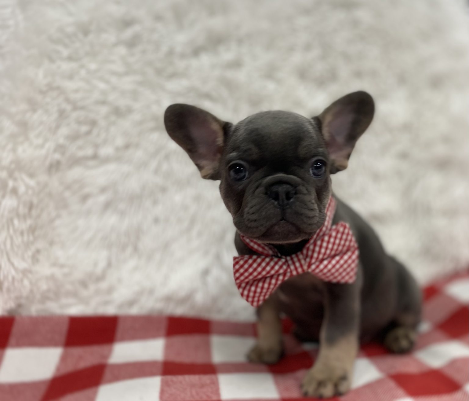 Available Puppies – Turbo Frenchies