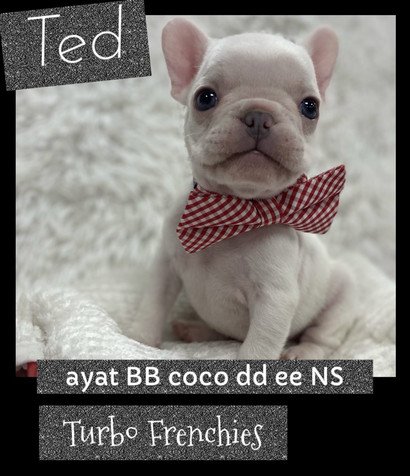 Available Puppies – Turbo Frenchies
