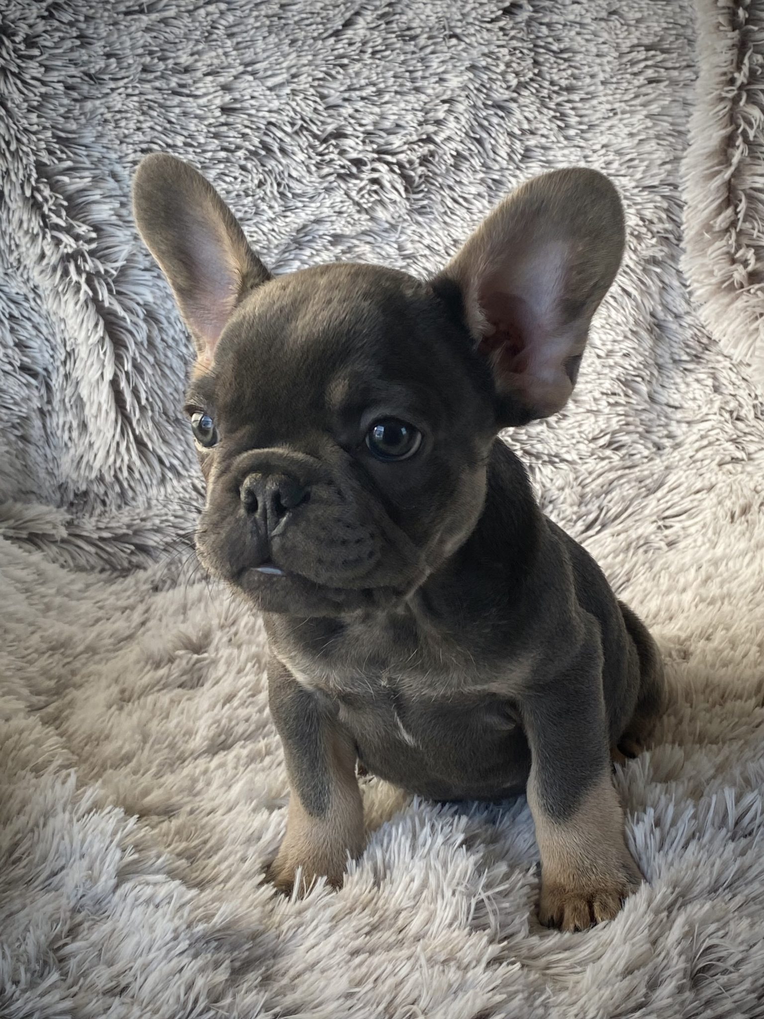 Available Puppies – Turbo Frenchies