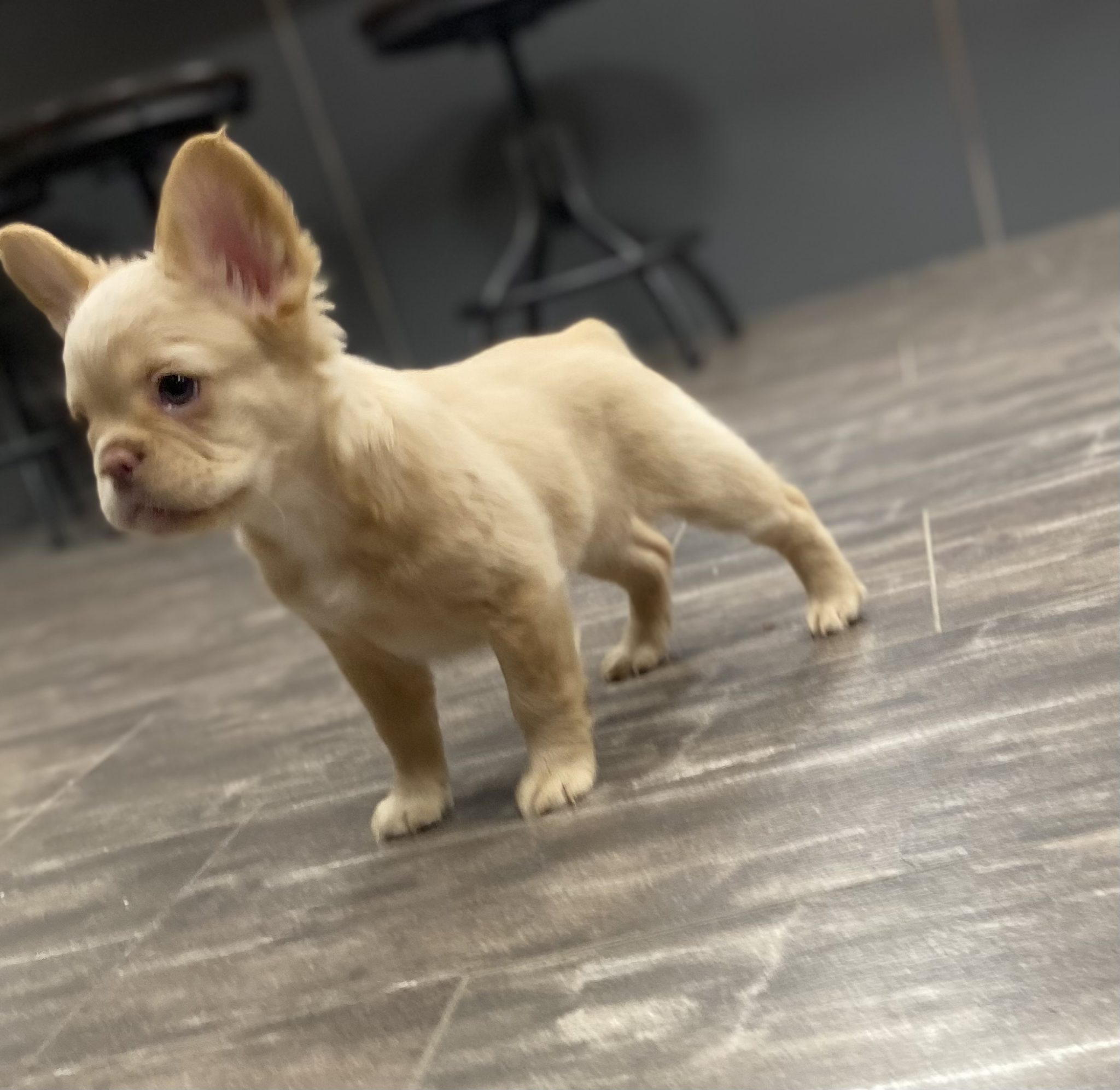 Available Puppies – Turbo Frenchies