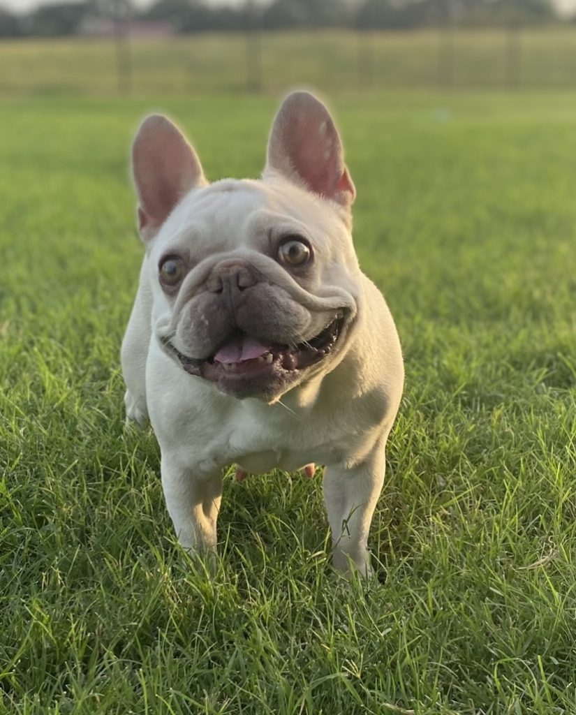 Ladies of Turbo – Turbo Frenchies