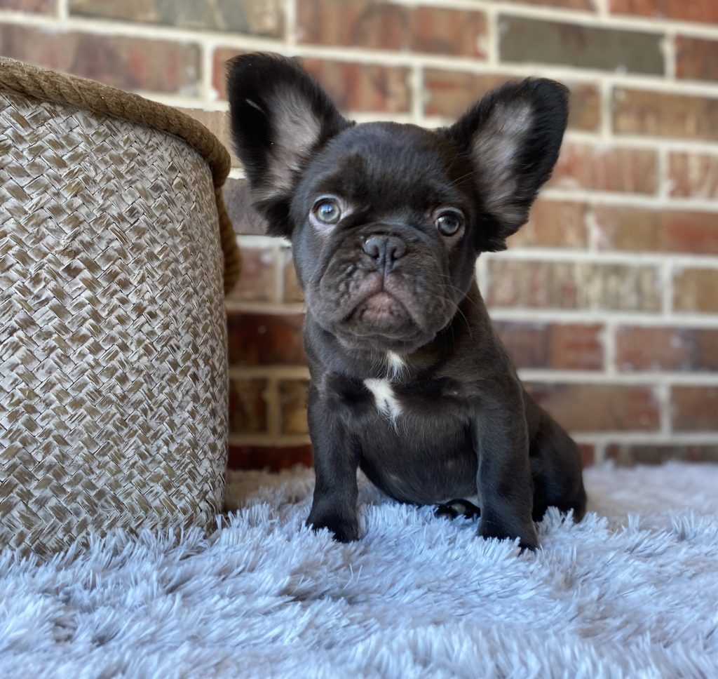 Available Puppies – Turbo Frenchies