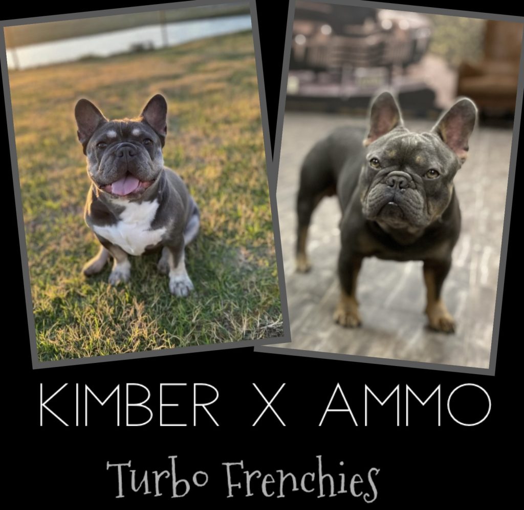 Available Puppies – Turbo Frenchies