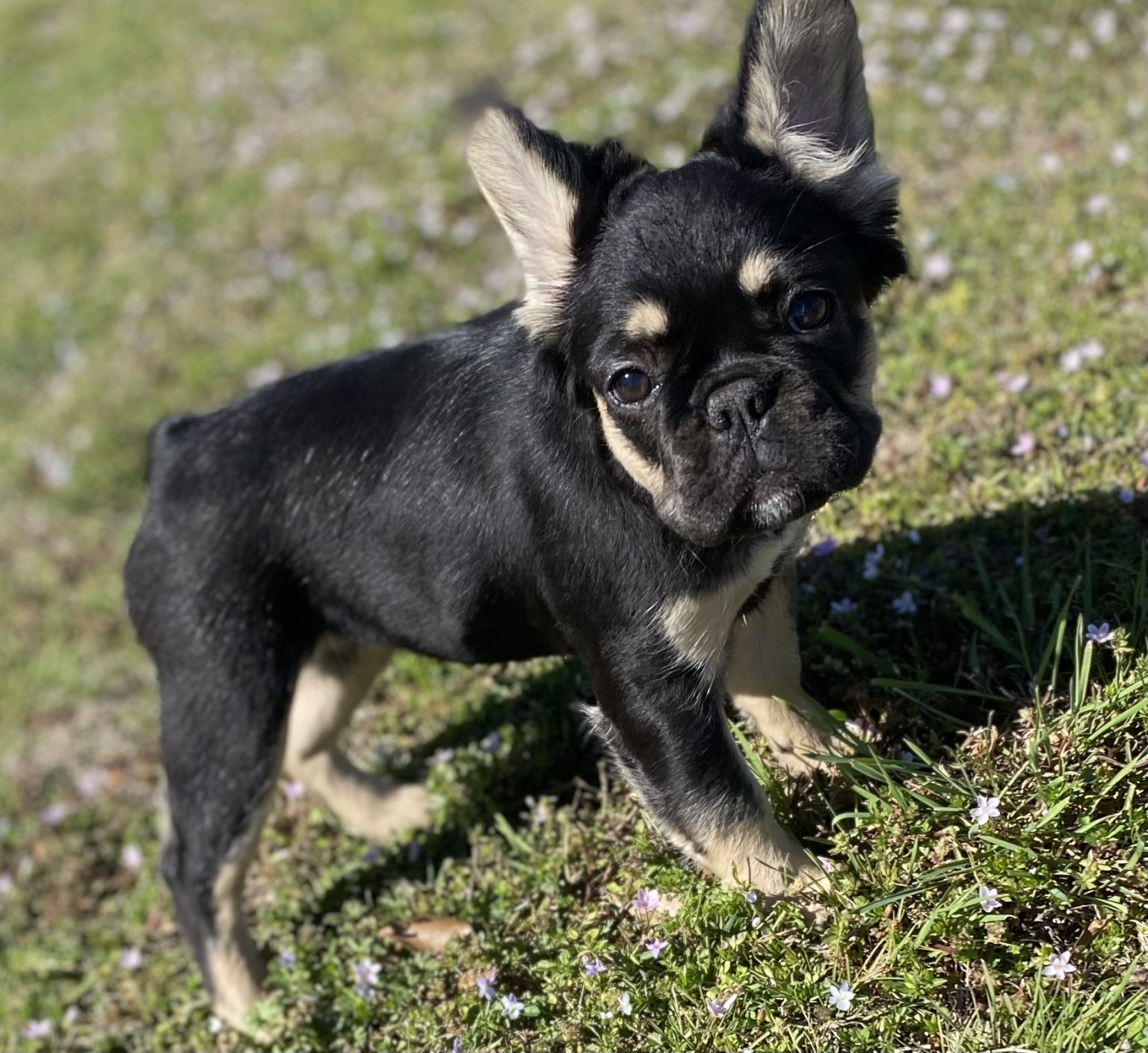Available Puppies – Turbo Frenchies