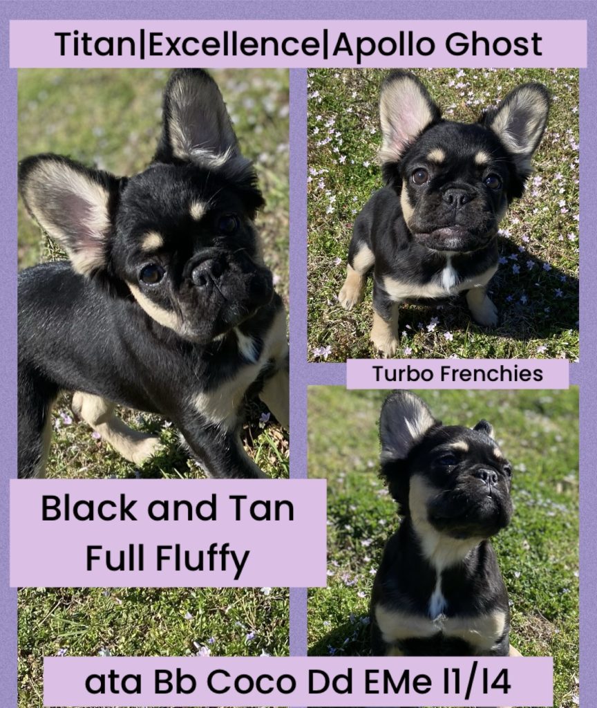 Available Puppies – Turbo Frenchies