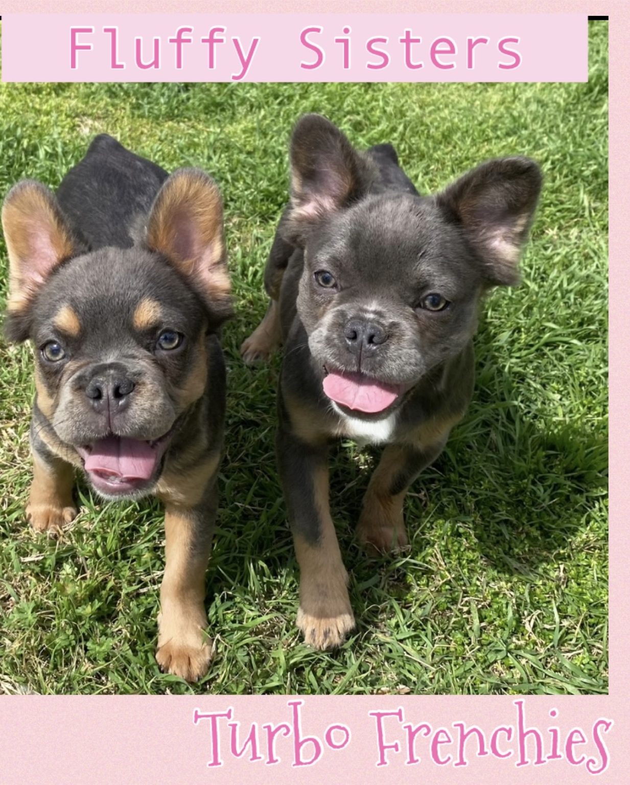 Available Puppies – Turbo Frenchies