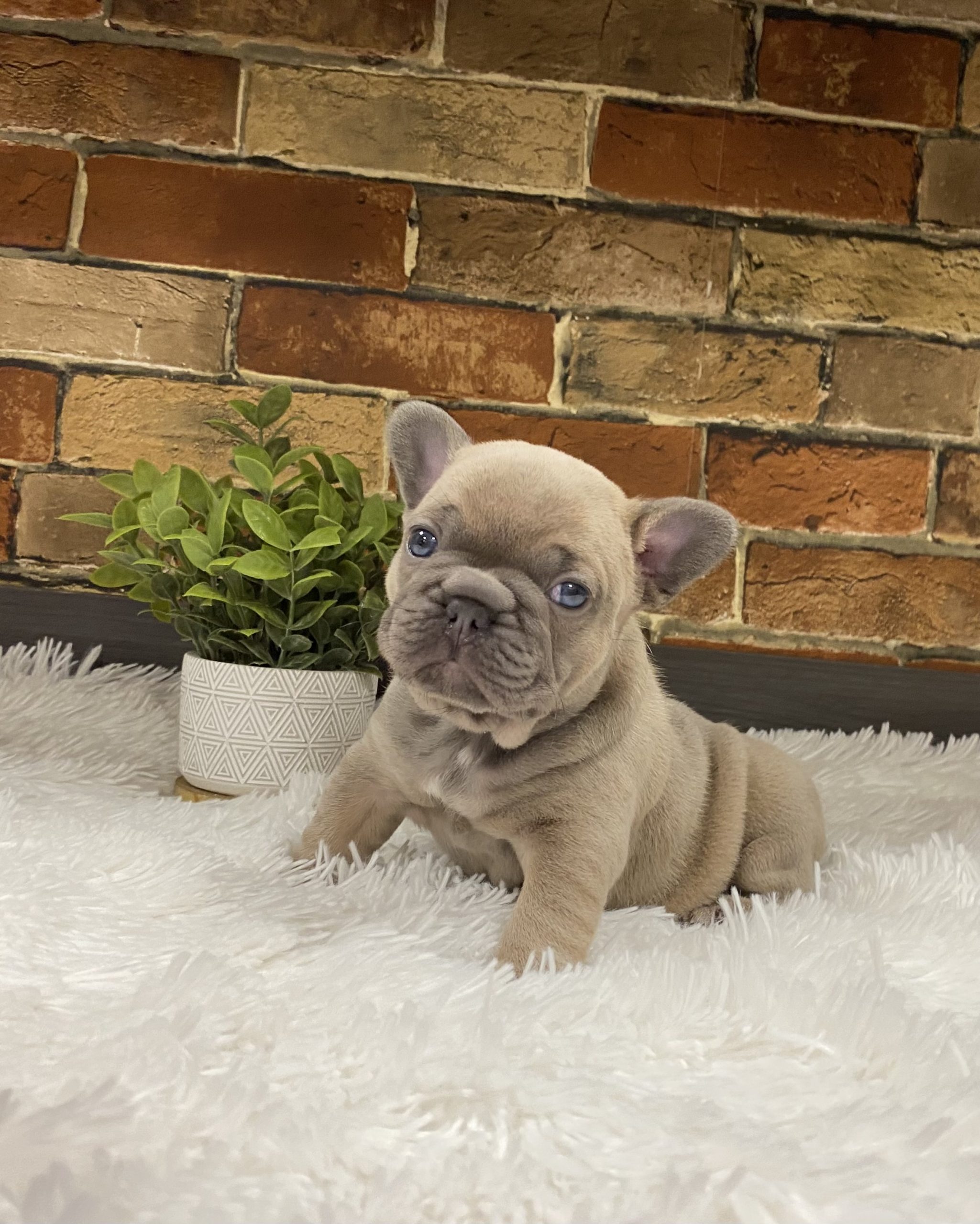 Available Puppies – Turbo Frenchies