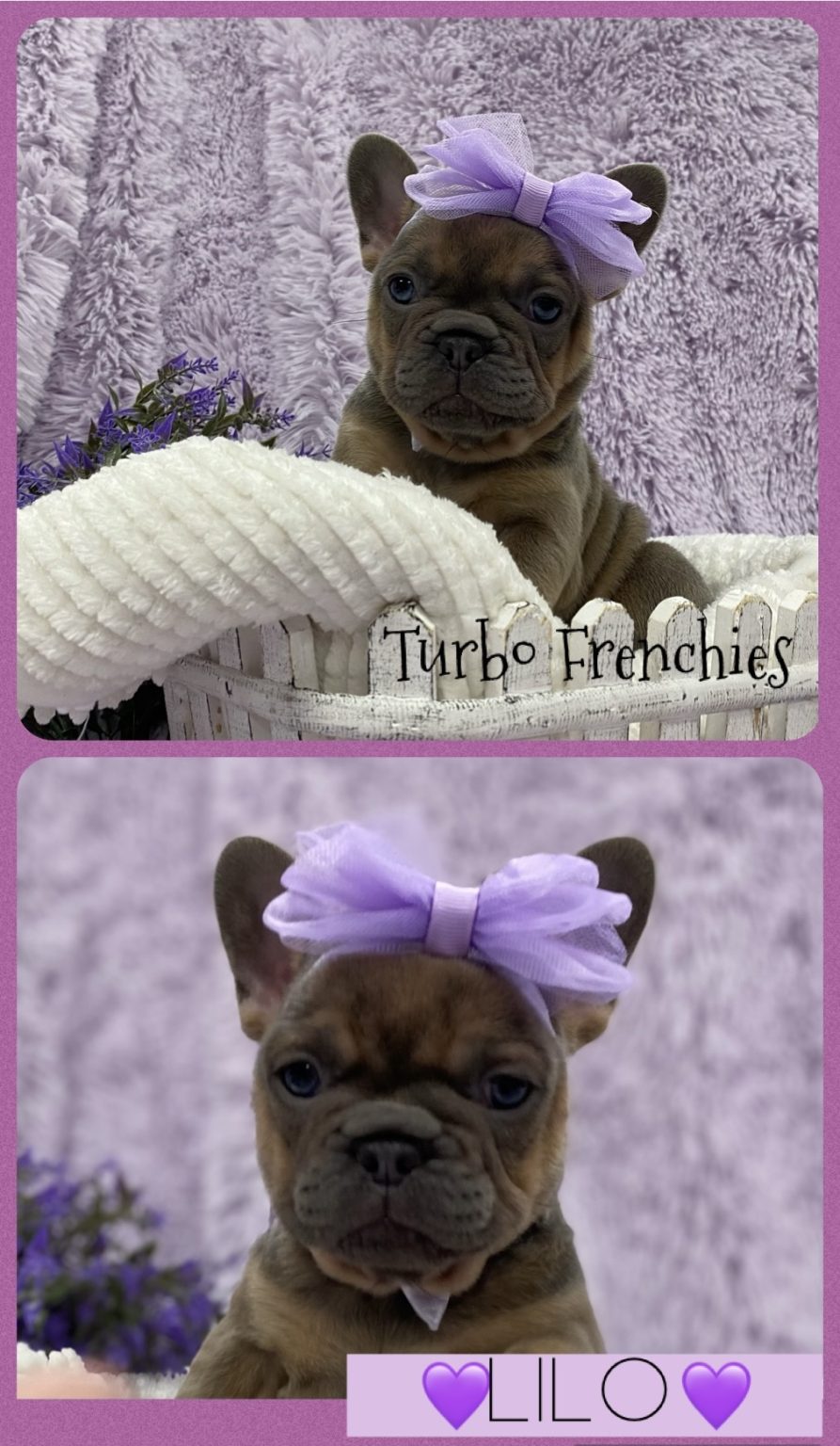 Available Puppies – Turbo Frenchies