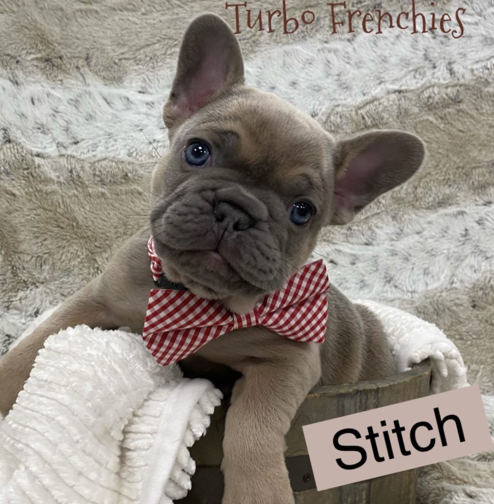 Available Puppies – Turbo Frenchies