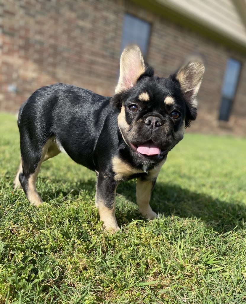 Available Puppies – Turbo Frenchies