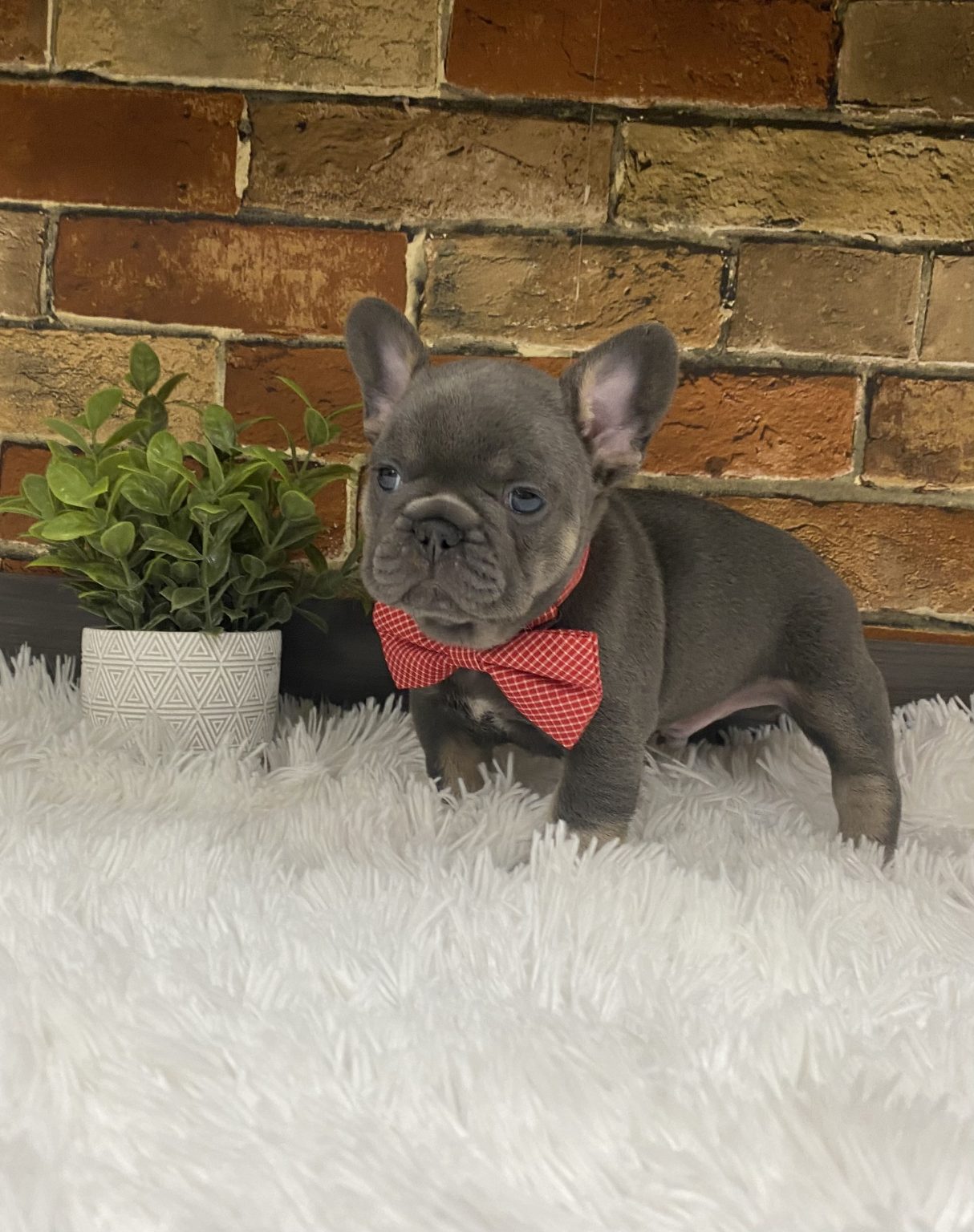 Available Puppies – Turbo Frenchies