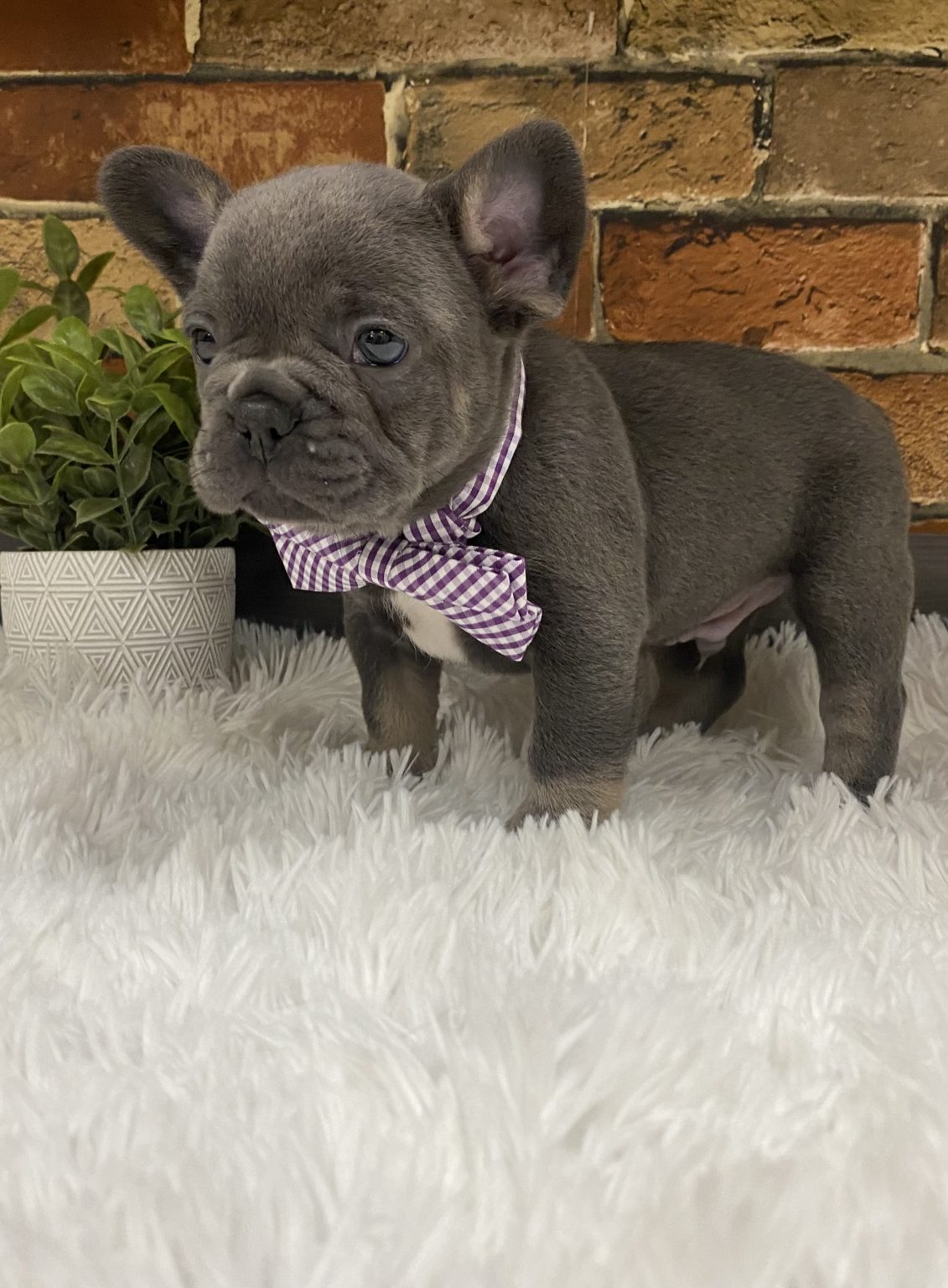 Available Puppies – Turbo Frenchies