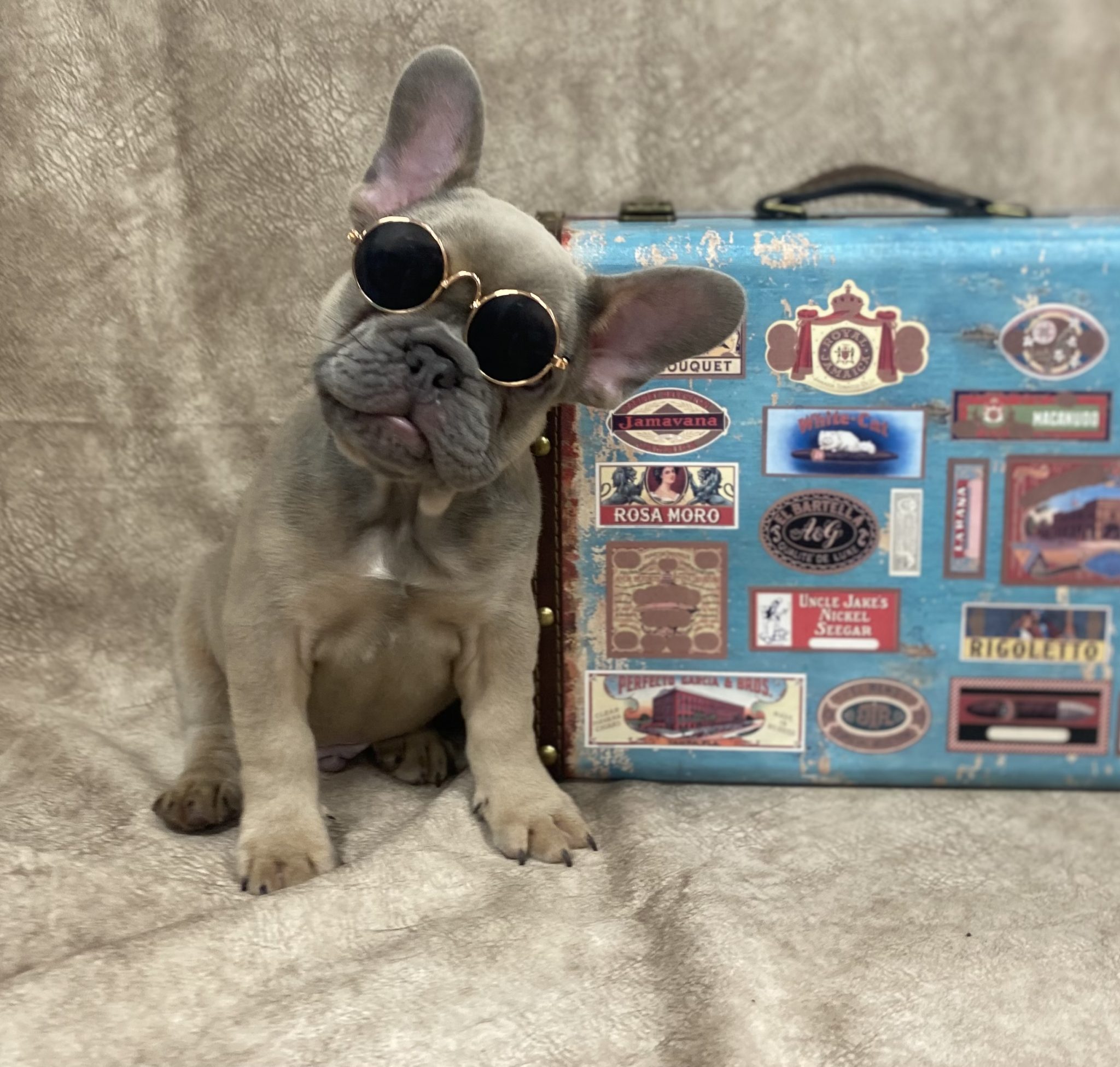Available Puppies – Turbo Frenchies