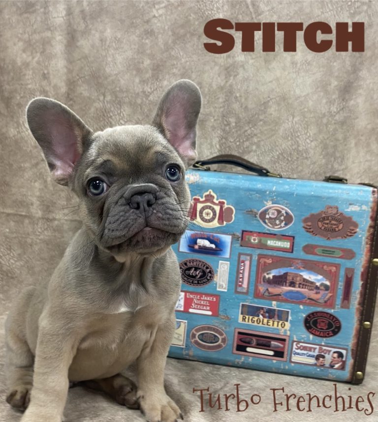 Available Puppies – Turbo Frenchies