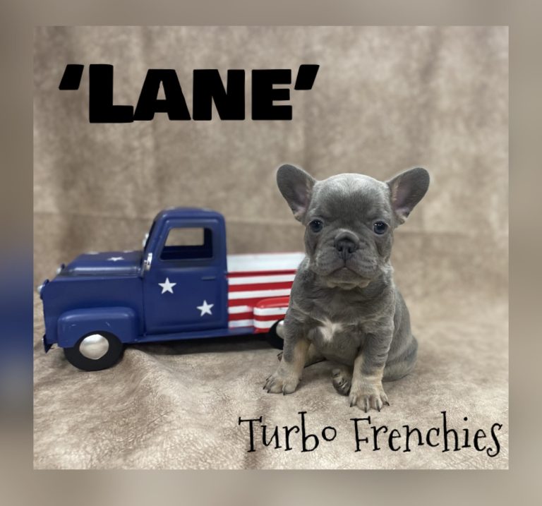 Available Puppies – Turbo Frenchies