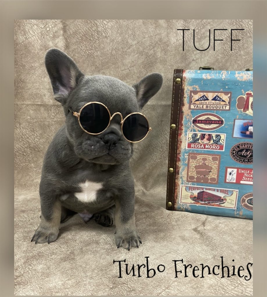 Available Puppies – Turbo Frenchies