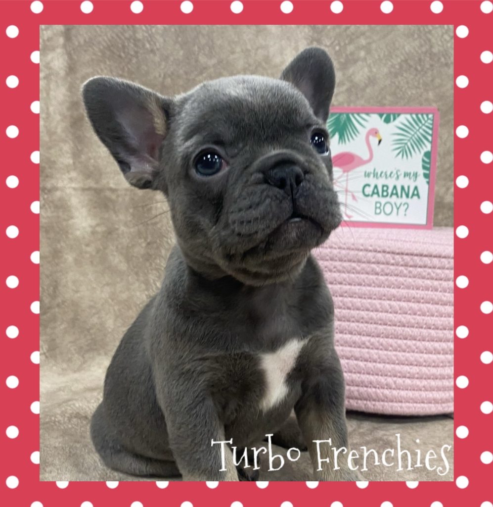 Available Puppies – Turbo Frenchies