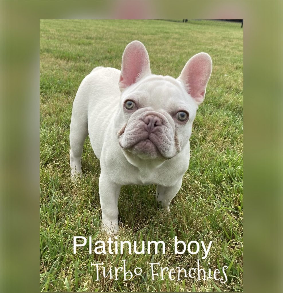 Available Puppies – Turbo Frenchies