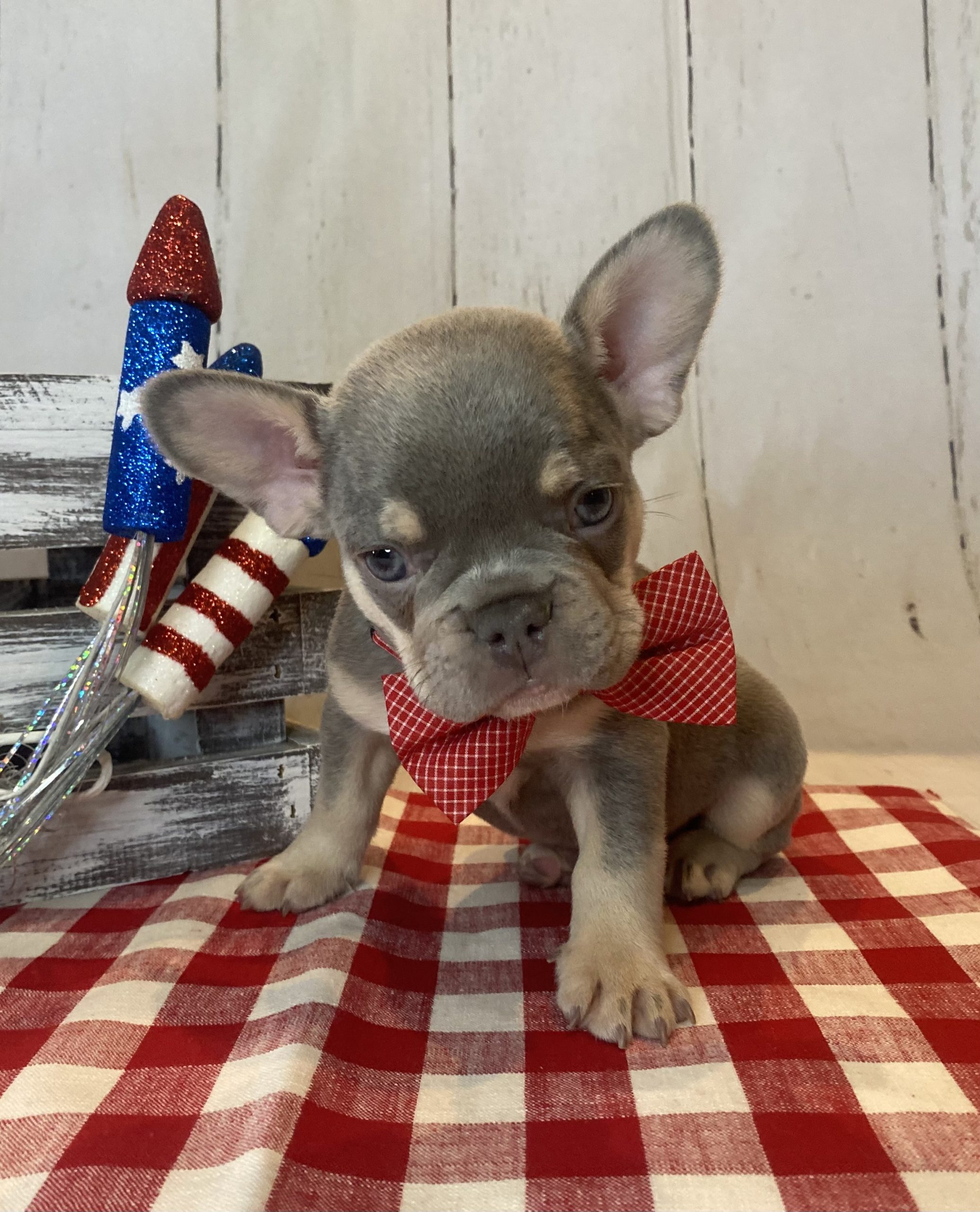 Available Puppies – Turbo Frenchies