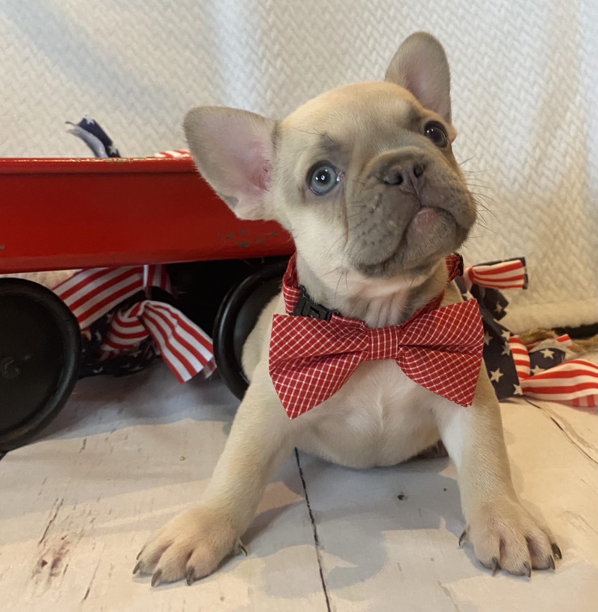 Available Puppies – Turbo Frenchies