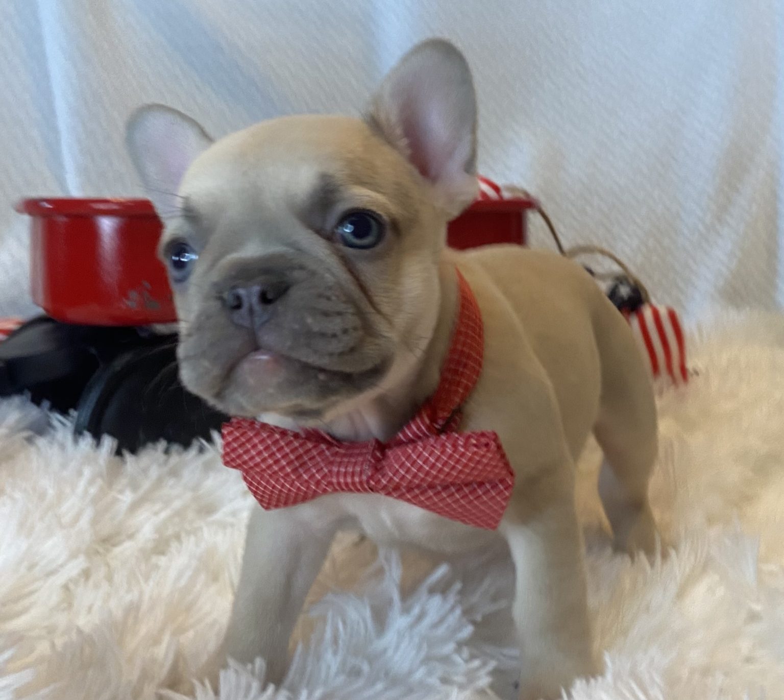 Available Puppies – Turbo Frenchies