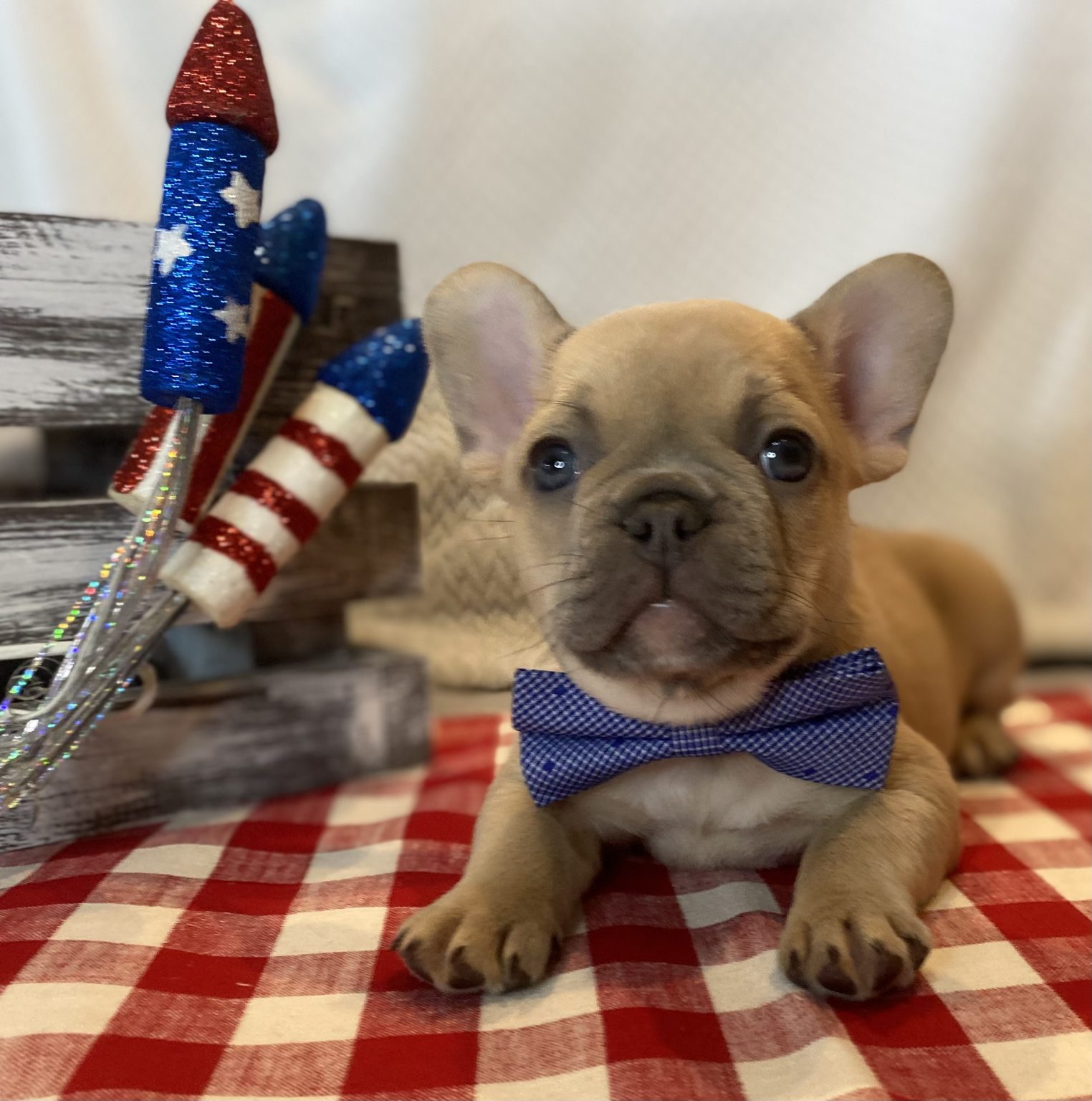 Available Puppies – Turbo Frenchies