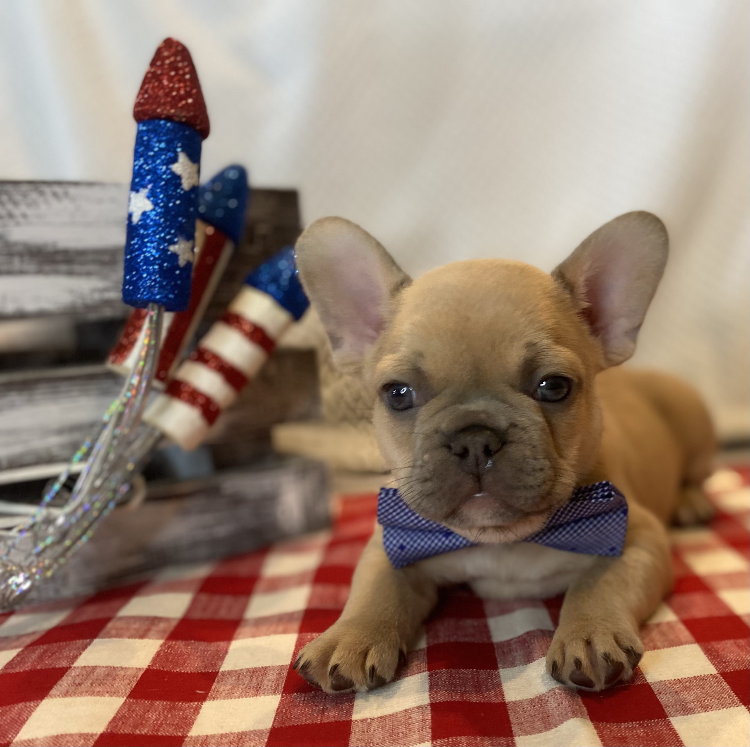 Available Puppies – Turbo Frenchies