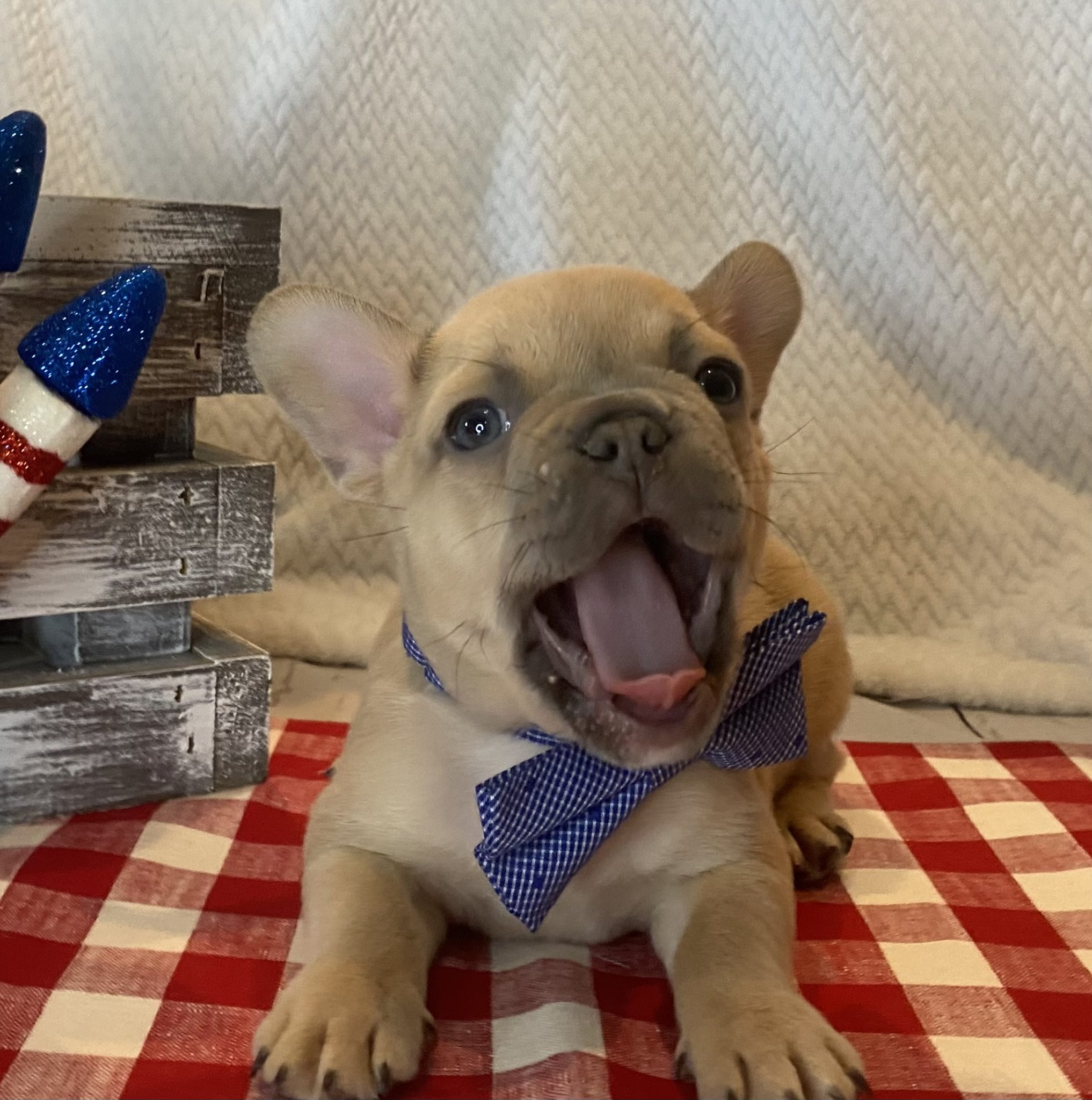 Available Puppies – Turbo Frenchies